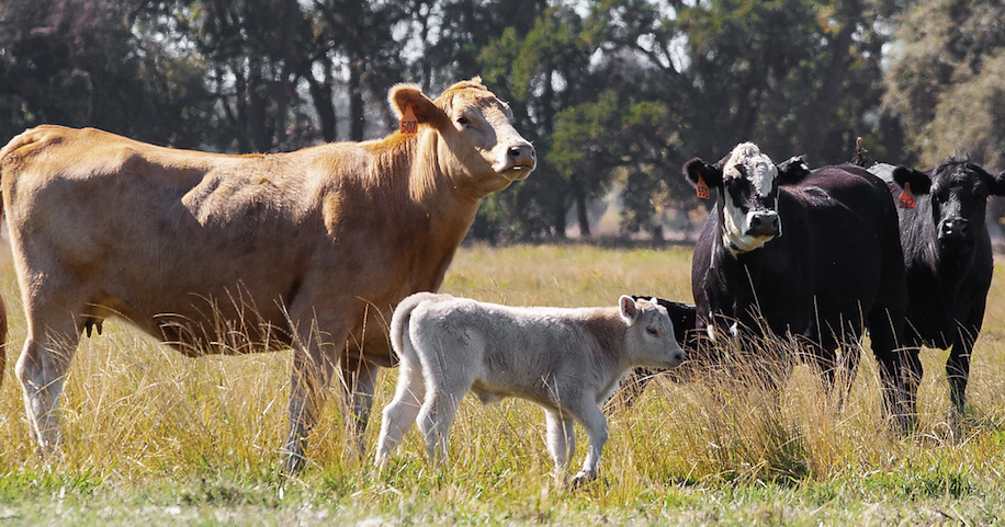 Mahon Ranch | Explore Elk Grove